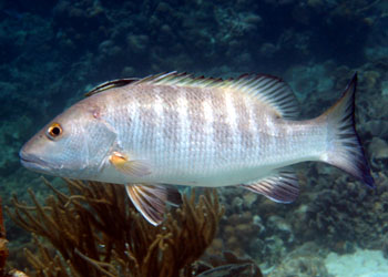 笛鲷科 Emmelichthyidae 蓝色动物学